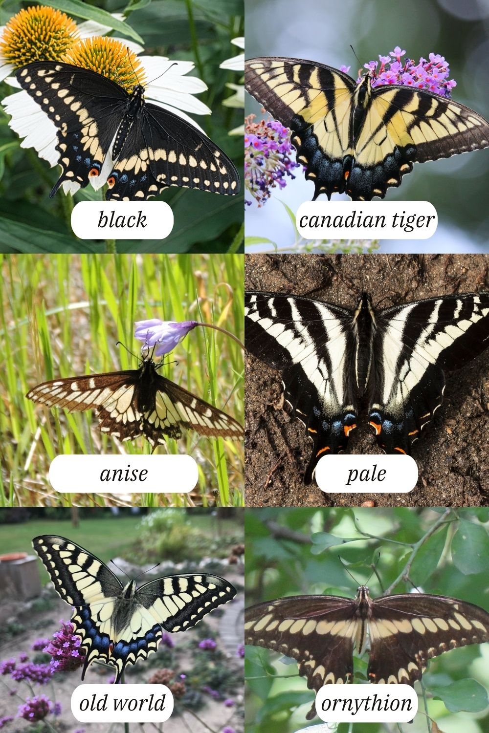 A Visual Guide to Swallowtail Butterflies: Tips for Identification